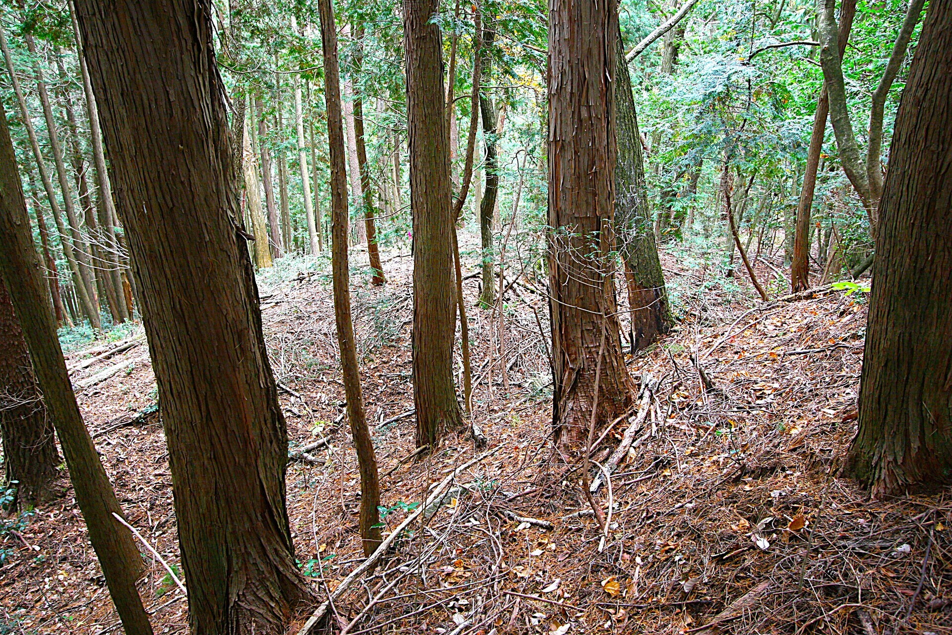 仁木城（にきじょう）: 古城と野鳥